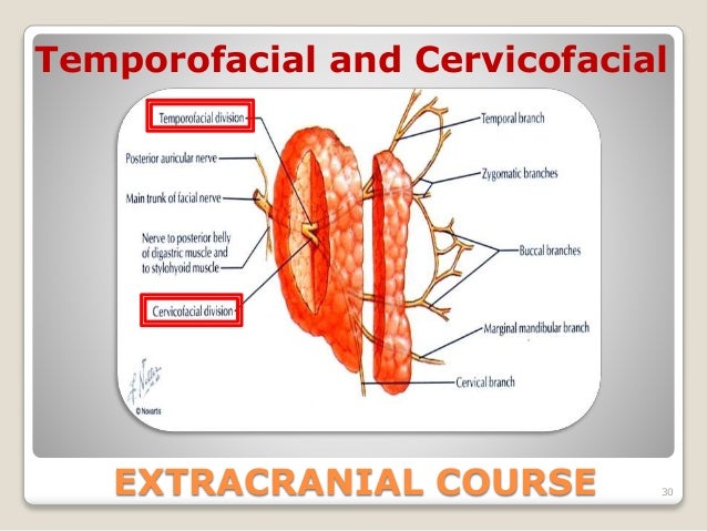 Facial nerve