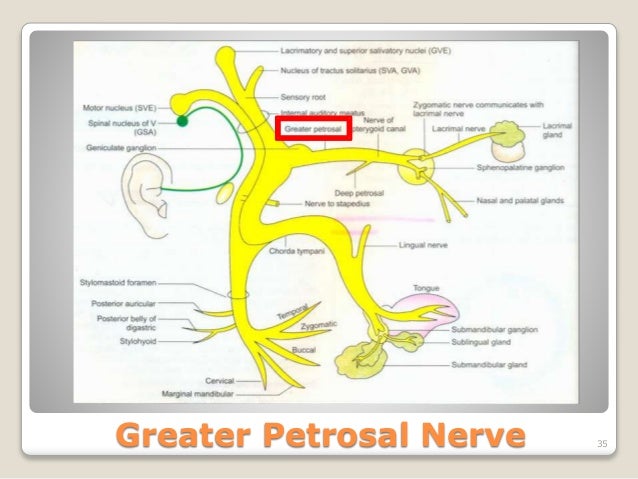 Facial nerve