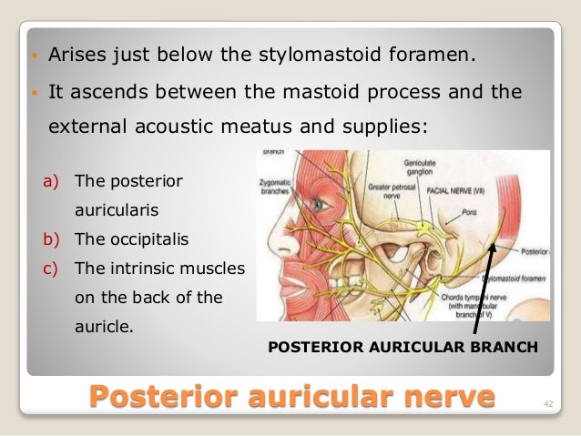 Facial nerve