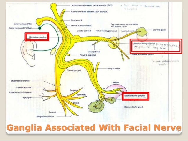 Facial nerve