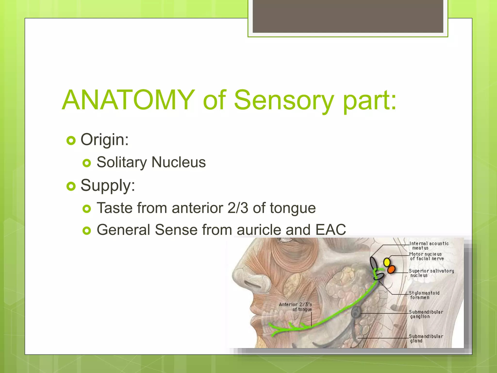 Facial nerve anatomy, pathology | PPTX