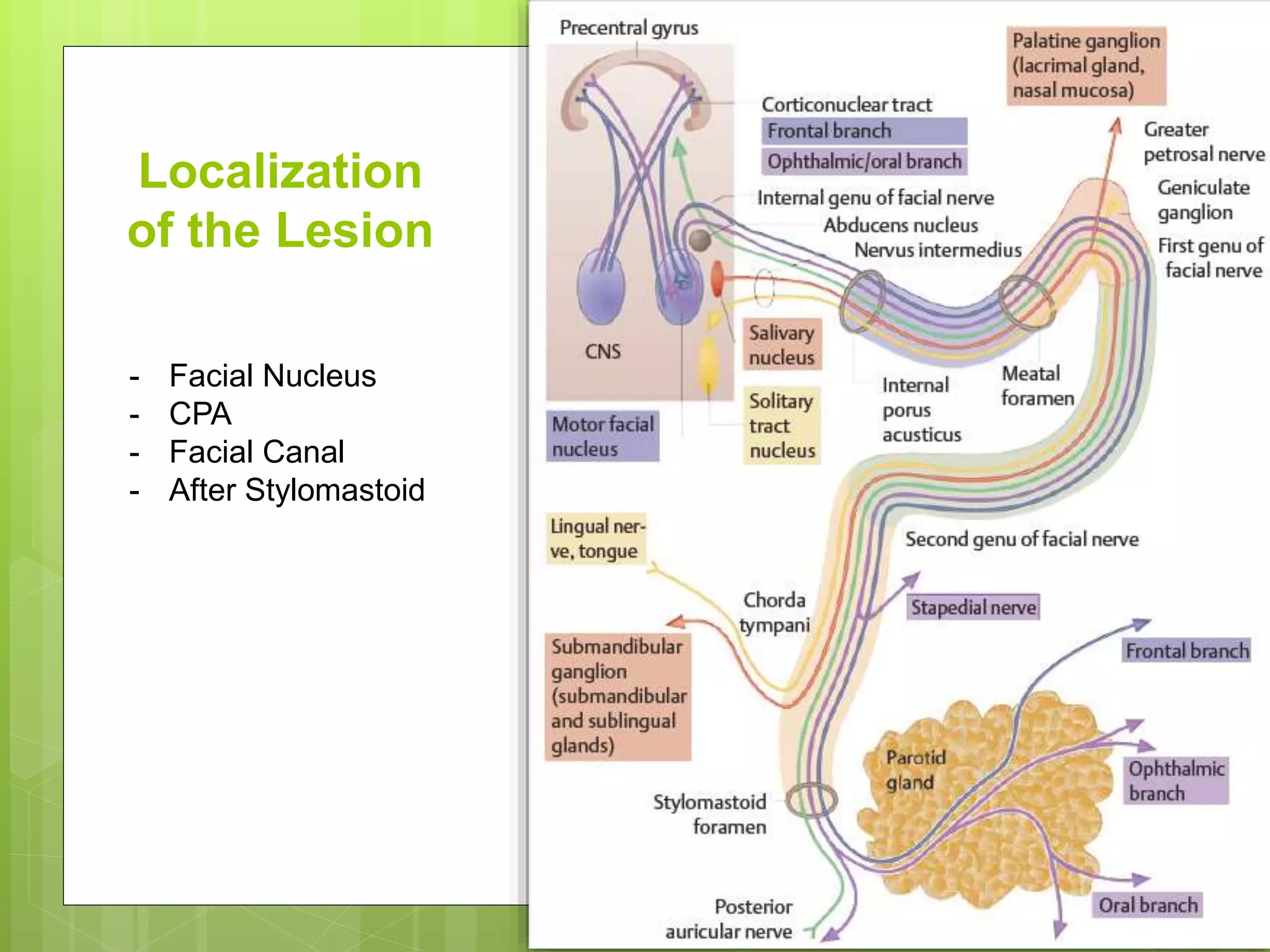 Facial nerve anatomy, pathology | PPTX