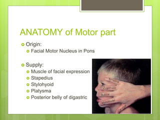 Facial nerve anatomy, pathology | PPTX