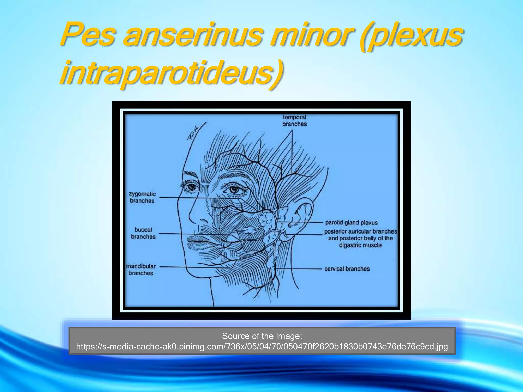 Facial nerve | PPSX