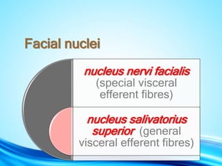 Facial nerve | PPSX