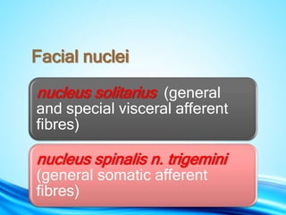Facial nerve | PPSX