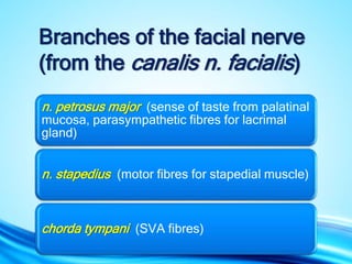 Facial nerve | PPSX