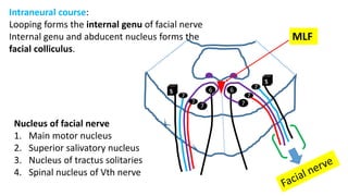 Facial Nerve Nucleus