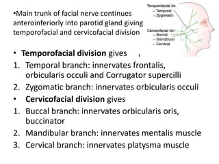 Facial nerve | PPTX