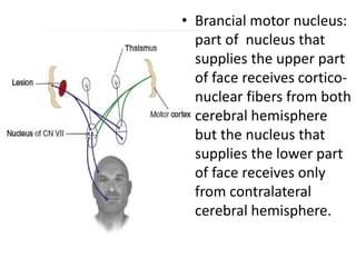 Facial nerve | PPTX