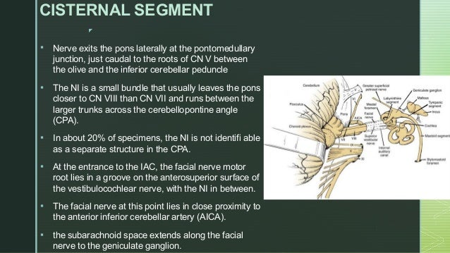 Facial nerve