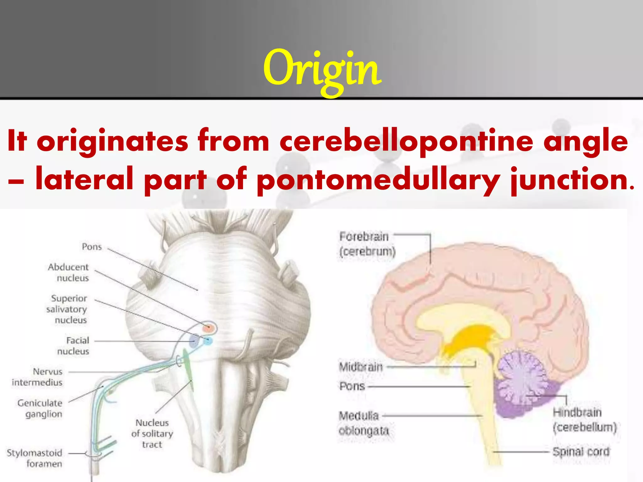 Facial nerve | PPTX