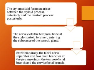 Facial nerve | PPTX