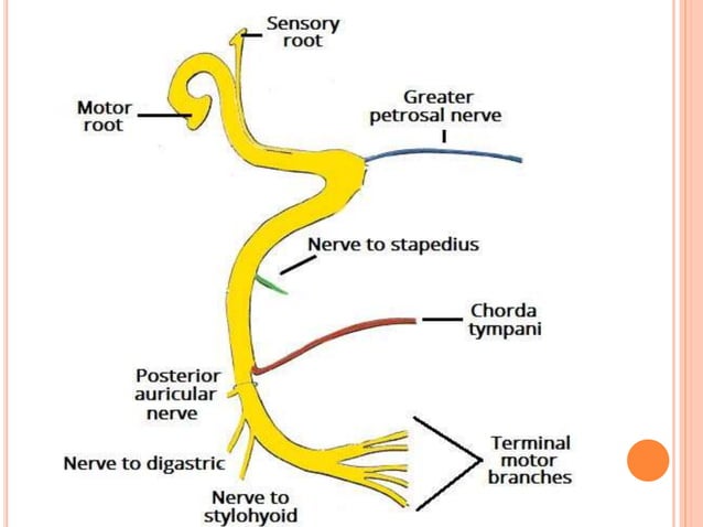 Facial nerve | PPT