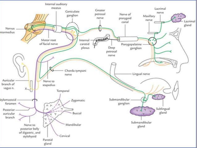 Facial nerve | PPT