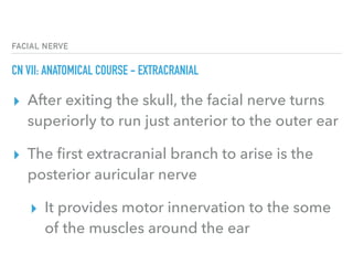 Facial nerve | PDF
