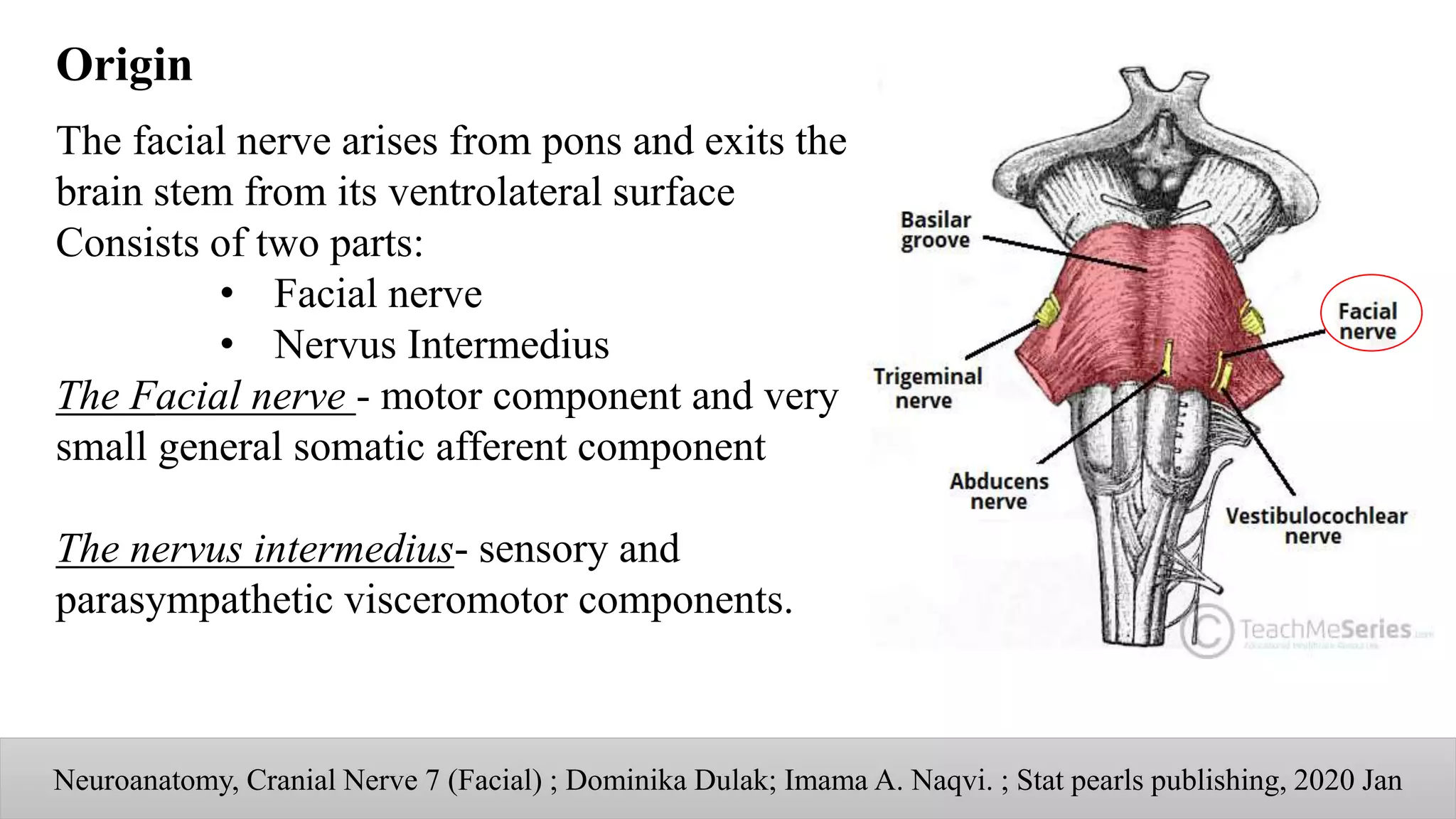 Facial nerve | PPTX