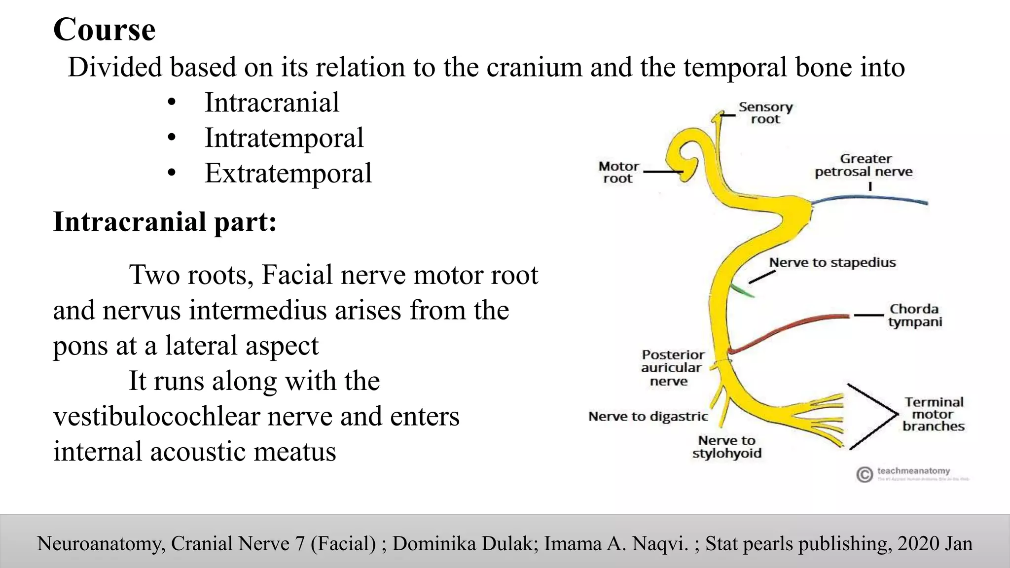 Facial nerve | PPTX