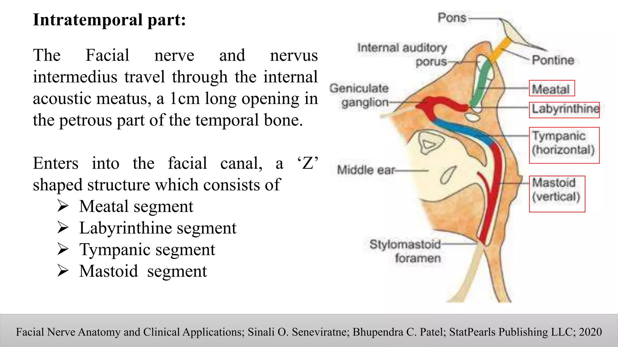 Facial nerve | PPTX