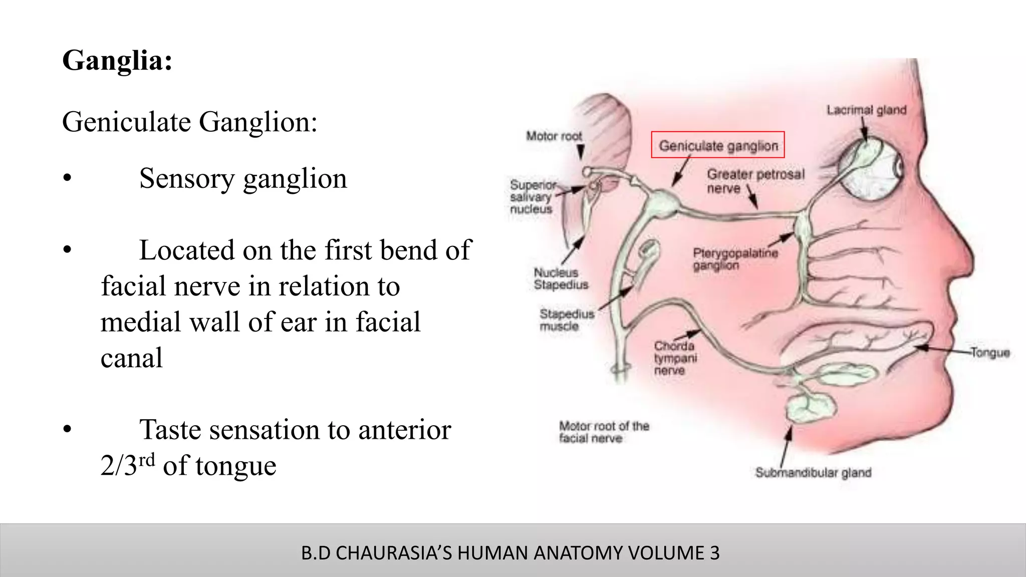Facial nerve | PPTX