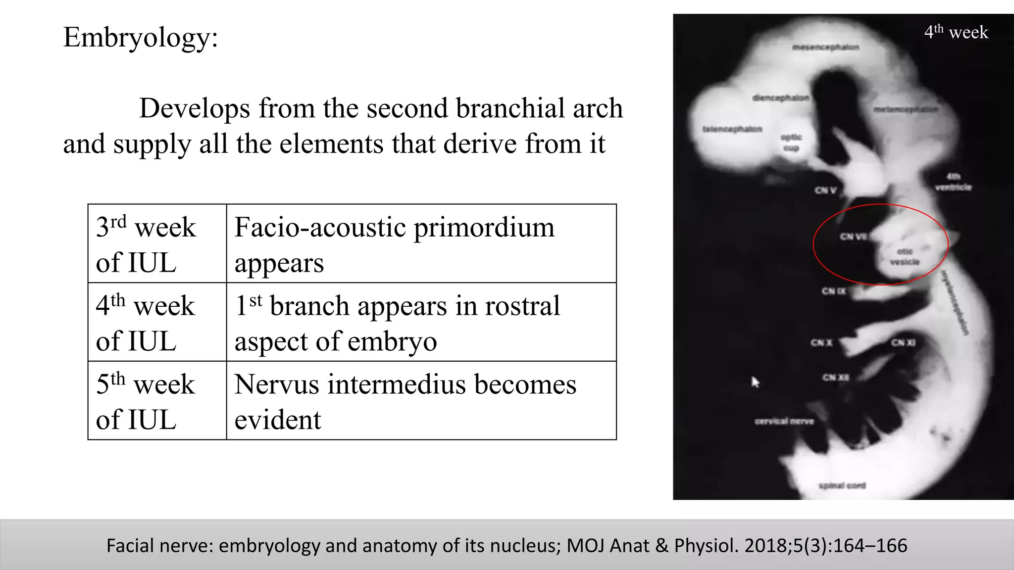Facial nerve | PPTX