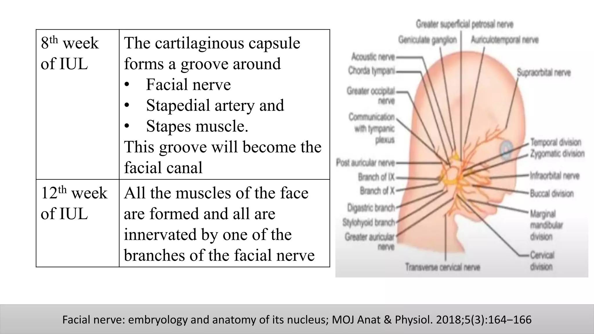 Facial nerve | PPTX