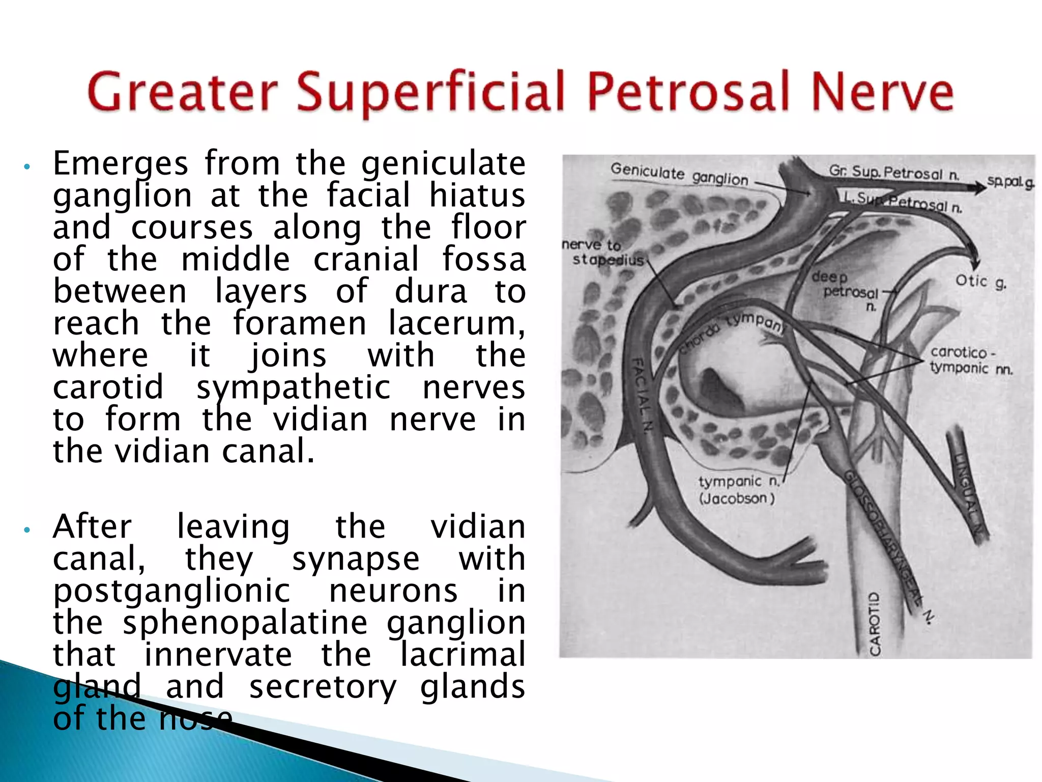 Facial nerve | PPT