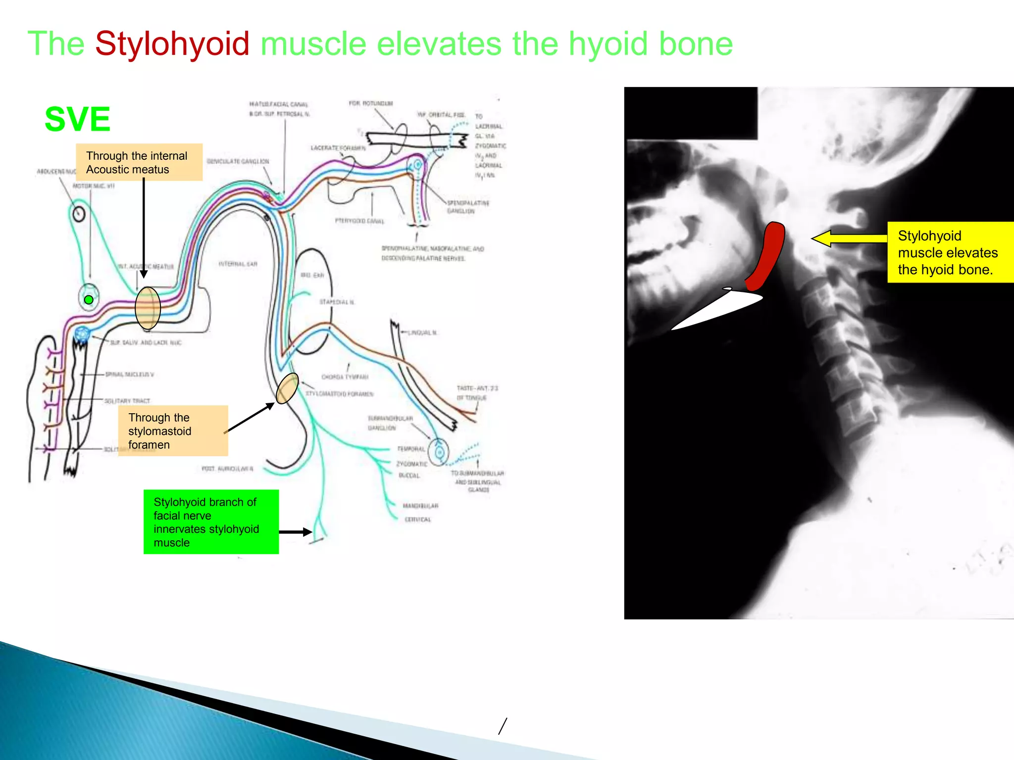 Facial nerve | PPT