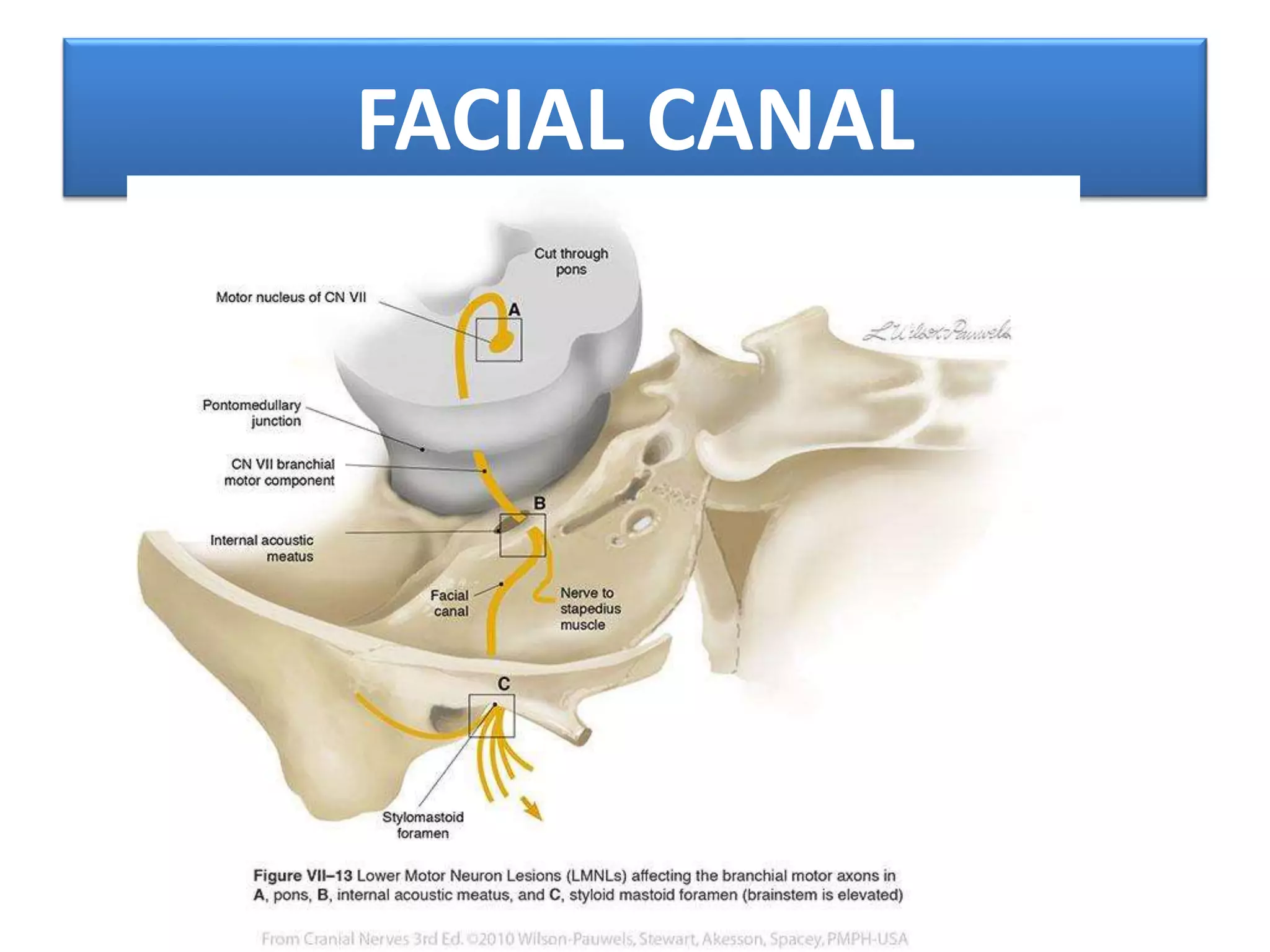 Facial nerve and implications in endodontics | PPTX