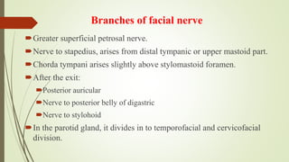 Facial nerve | PPTX