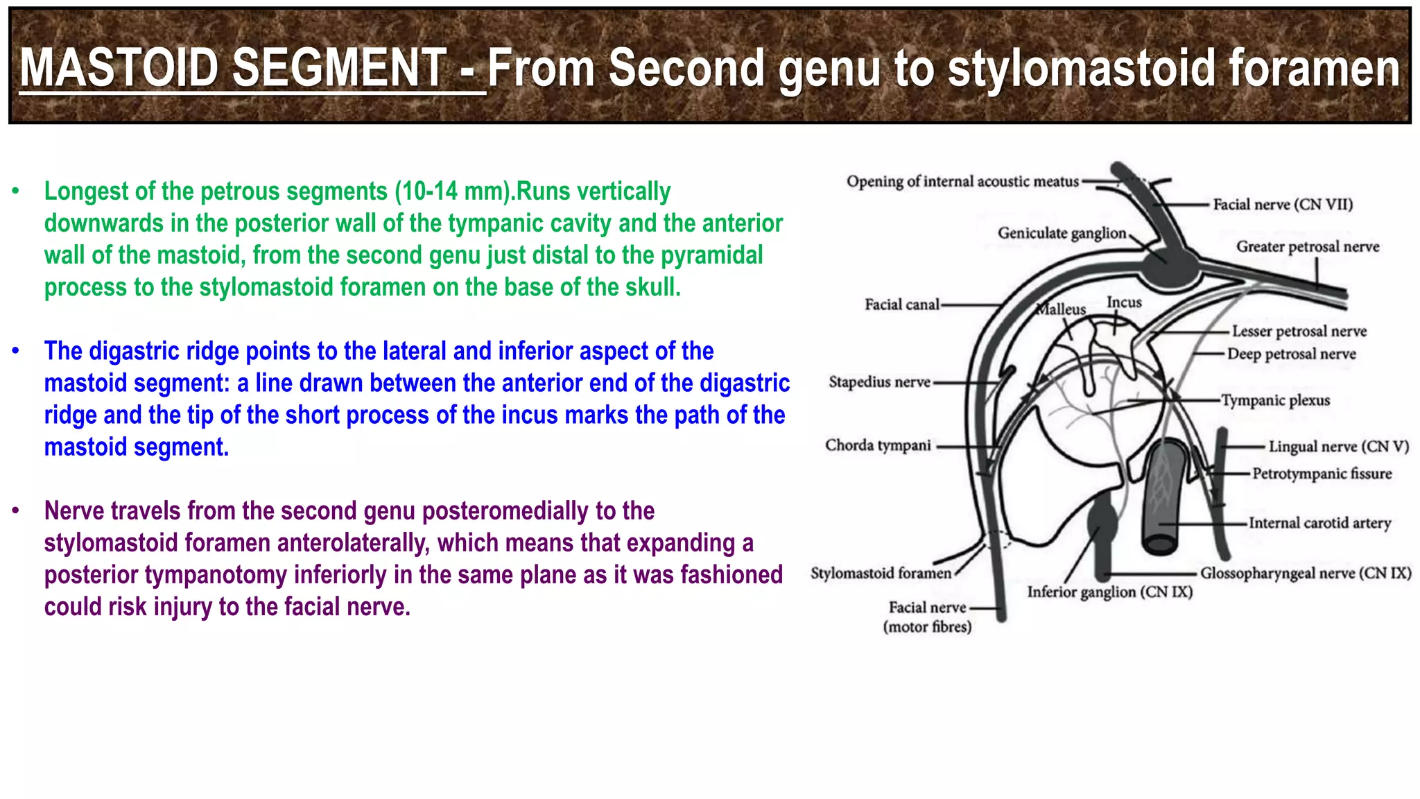 Facial nerve | PPTX