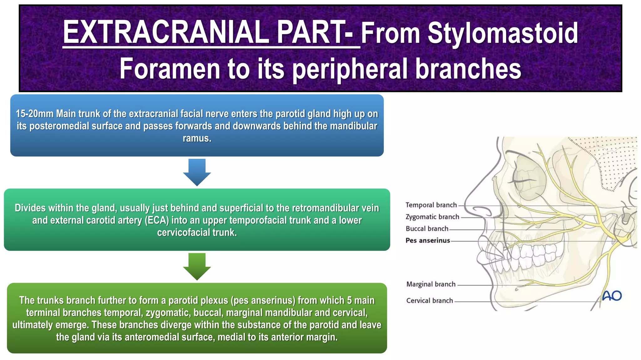 Facial nerve | PPTX