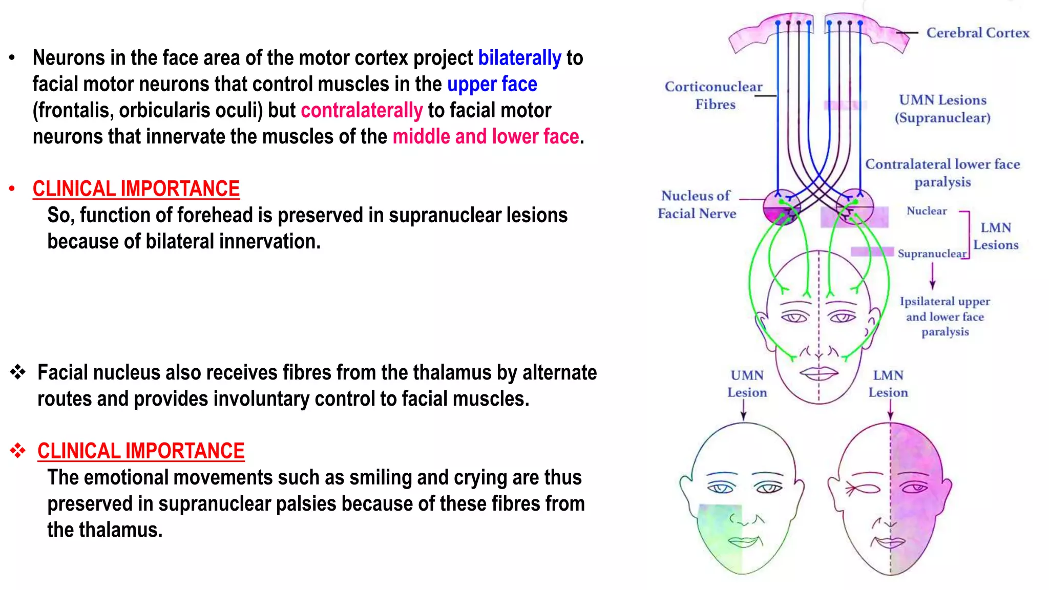 Facial nerve | PPTX