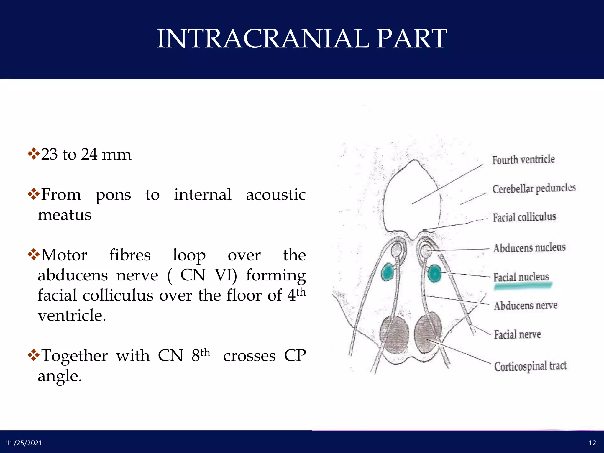 Facial nerve anatomy | PPTX