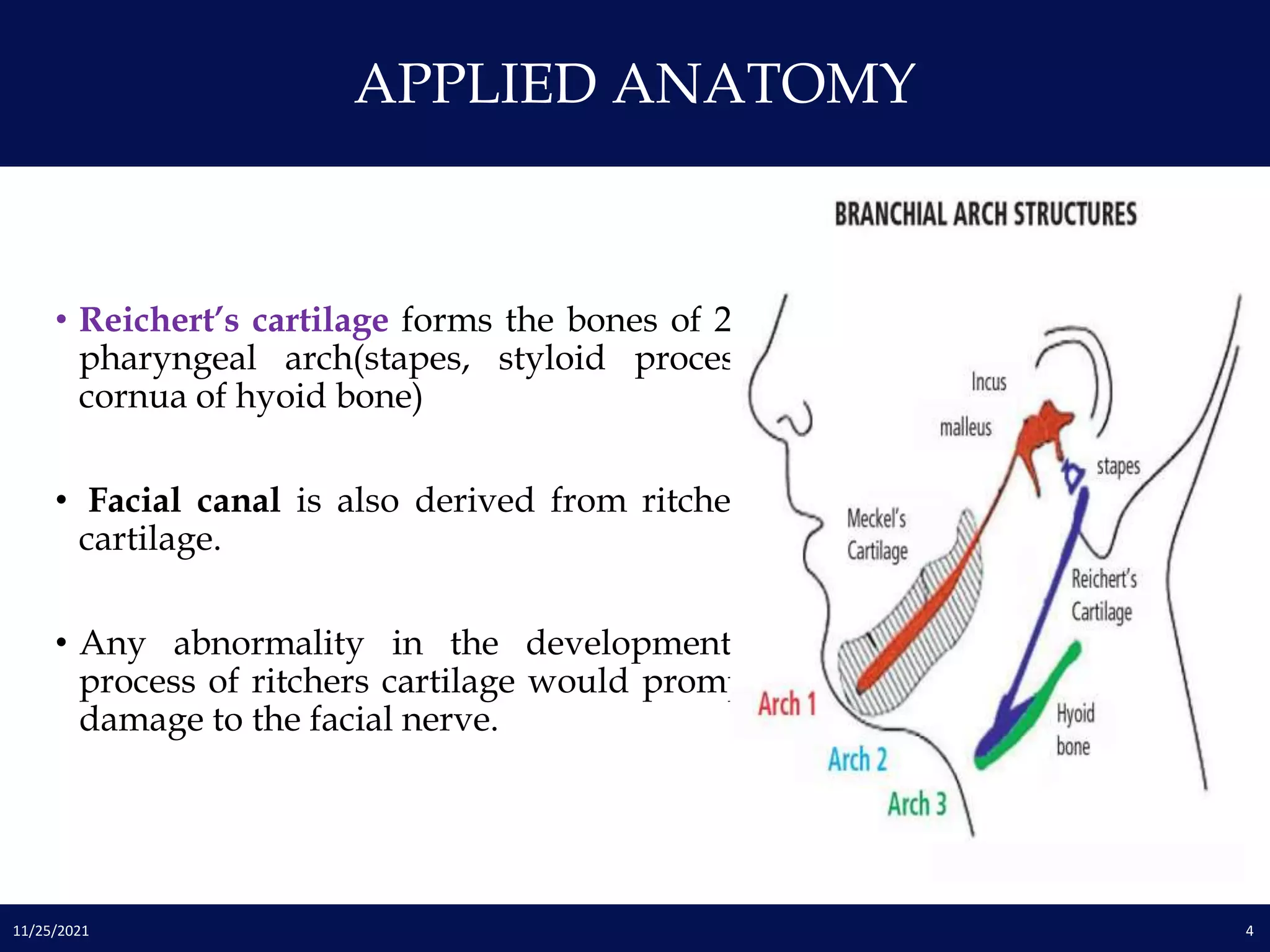 Facial nerve anatomy | PPTX