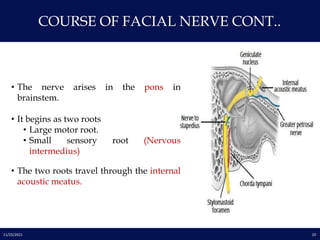 Facial nerve anatomy | PPTX | Death, Injury, or Military Conflict ...