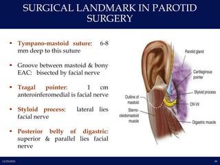 Facial nerve anatomy | PPTX