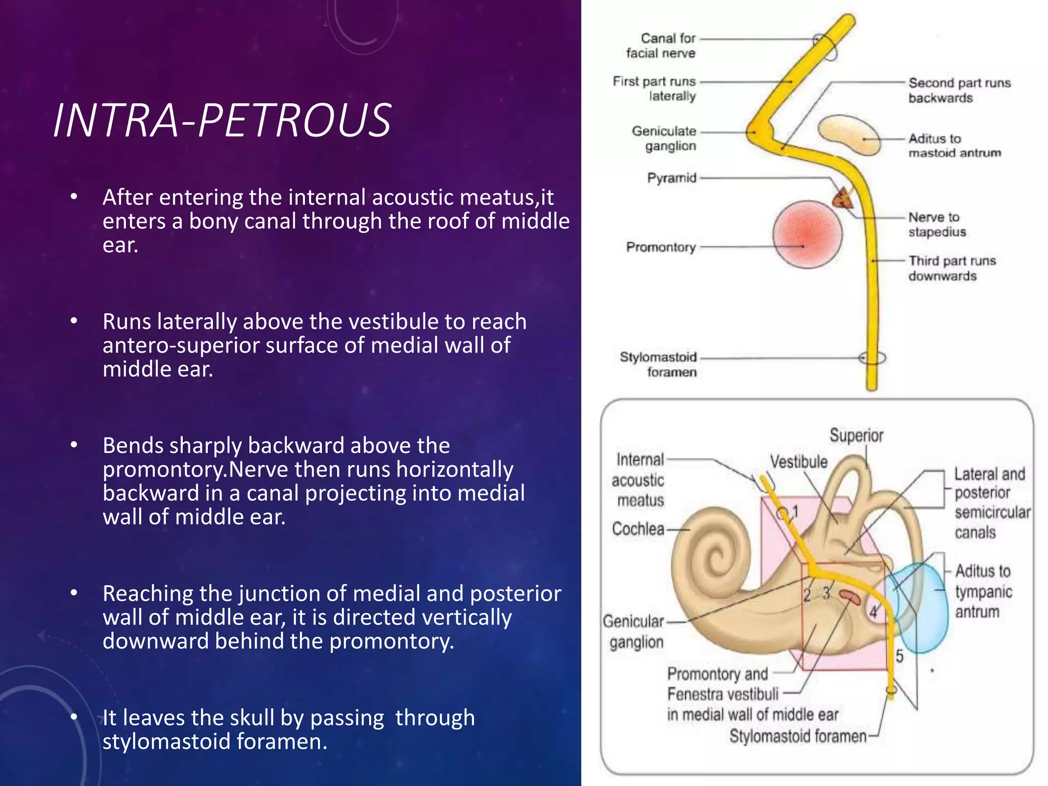 Facial nerve | PPTX