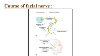 FACIAL NERVE.pdf