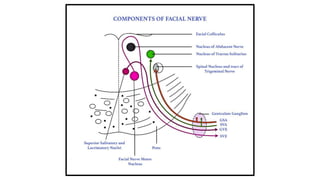 FACIAL NERVE.pdf