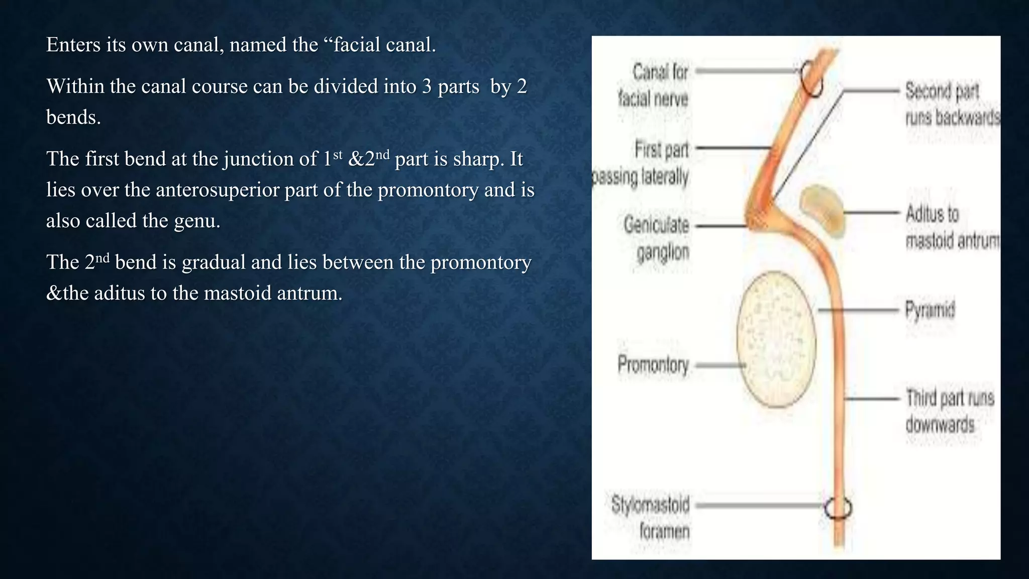 Facial Nerve.pptx