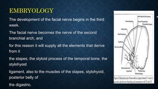 Facial Nerve.pptx