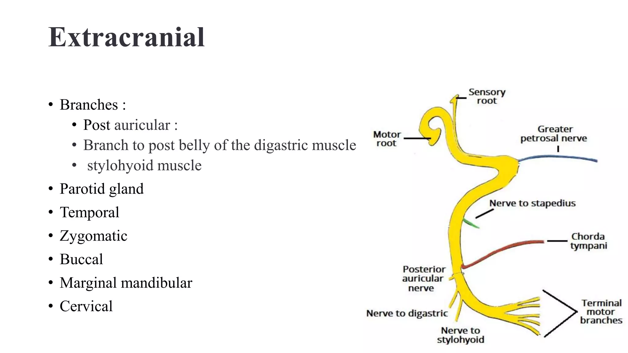 facial nerve.pptx
