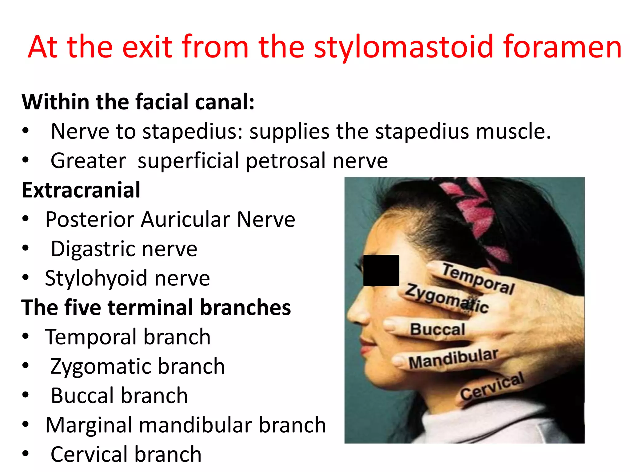 Facial Nerve .pptx