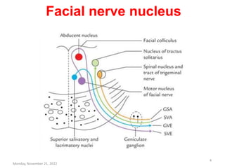 Facial Nerve .pptx
