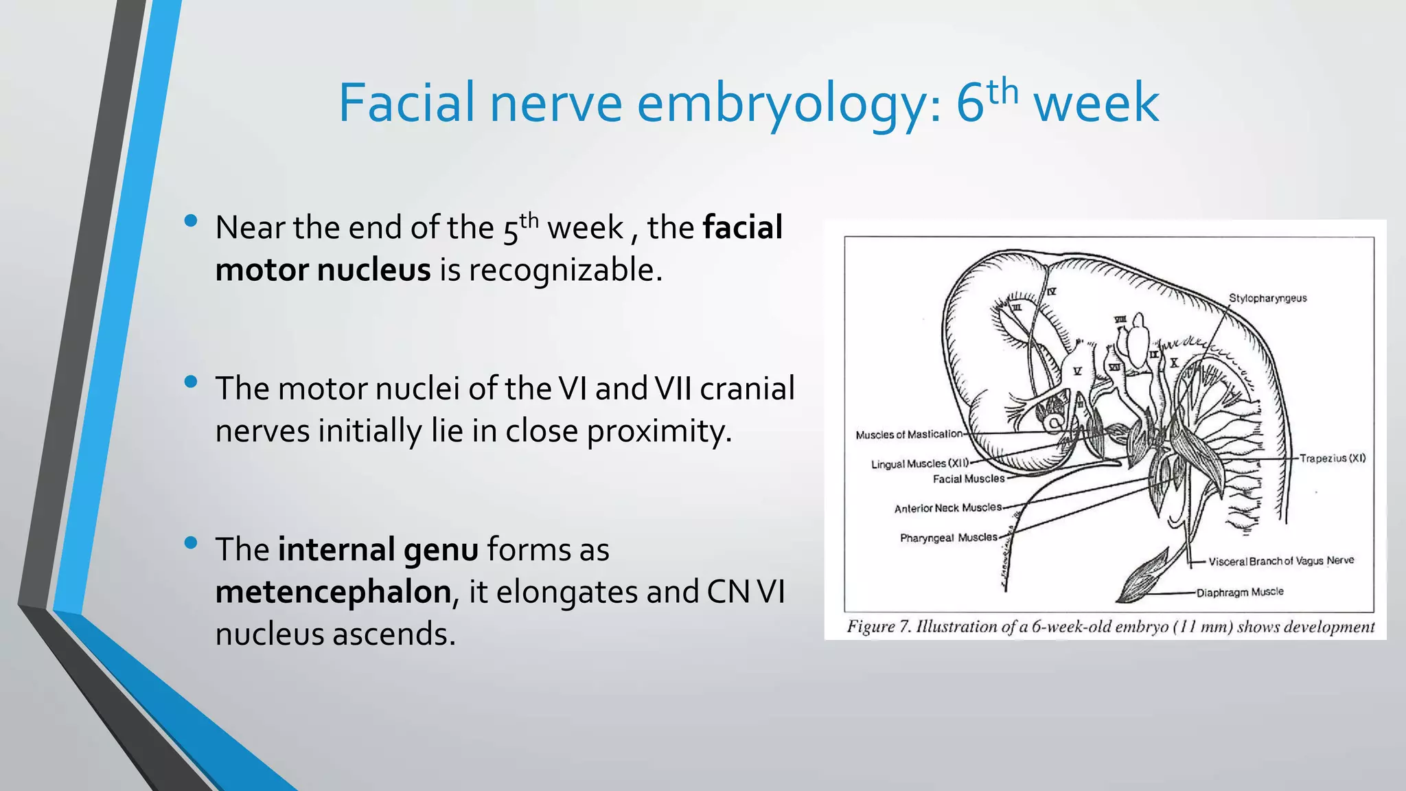 FACIAL NERVE.pptx