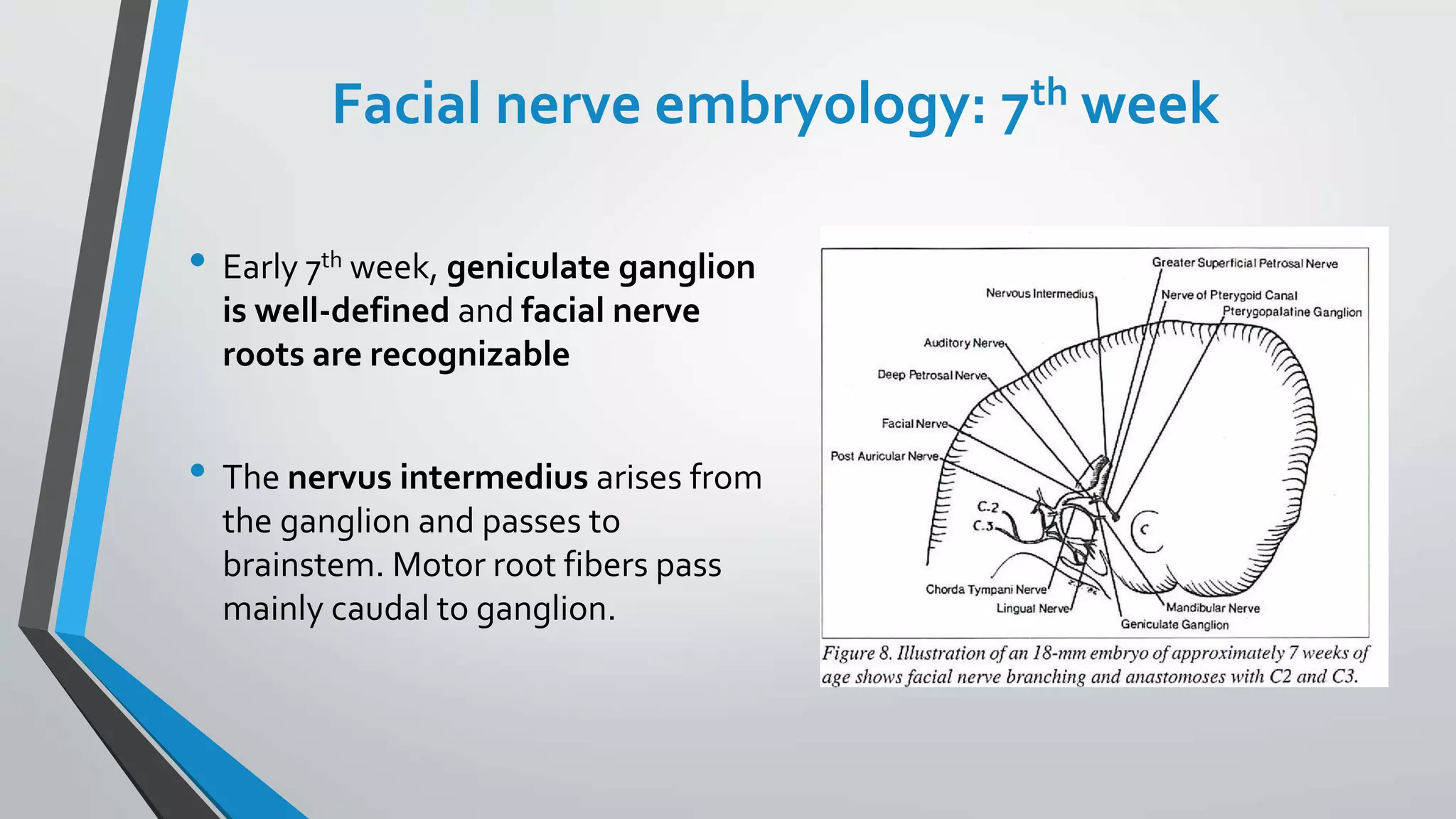 FACIAL NERVE.pptx