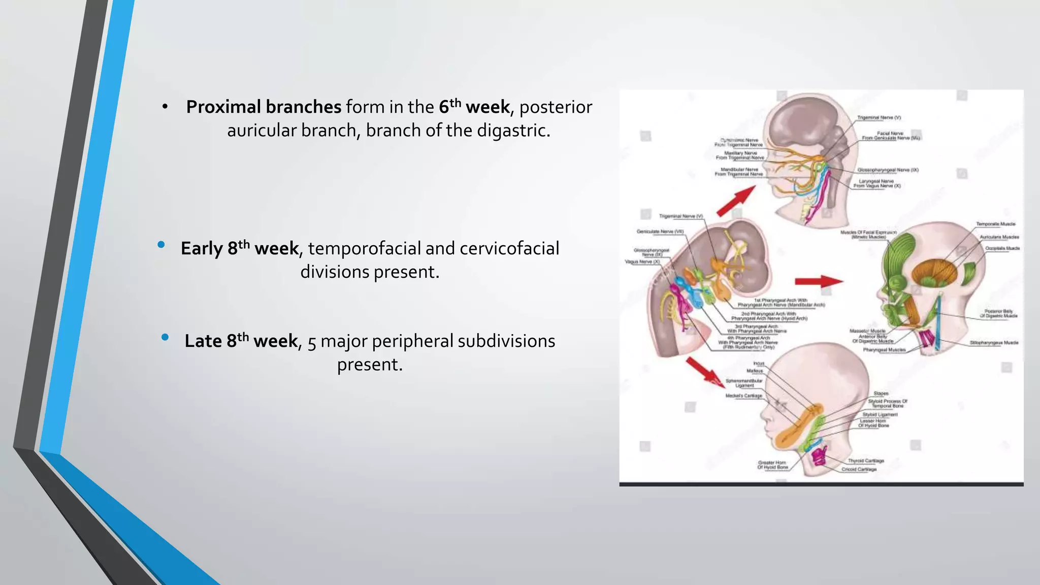 FACIAL NERVE.pptx