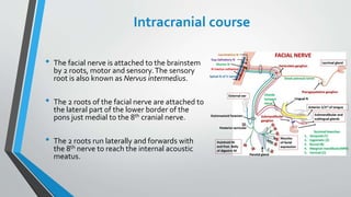 FACIAL NERVE.pptx