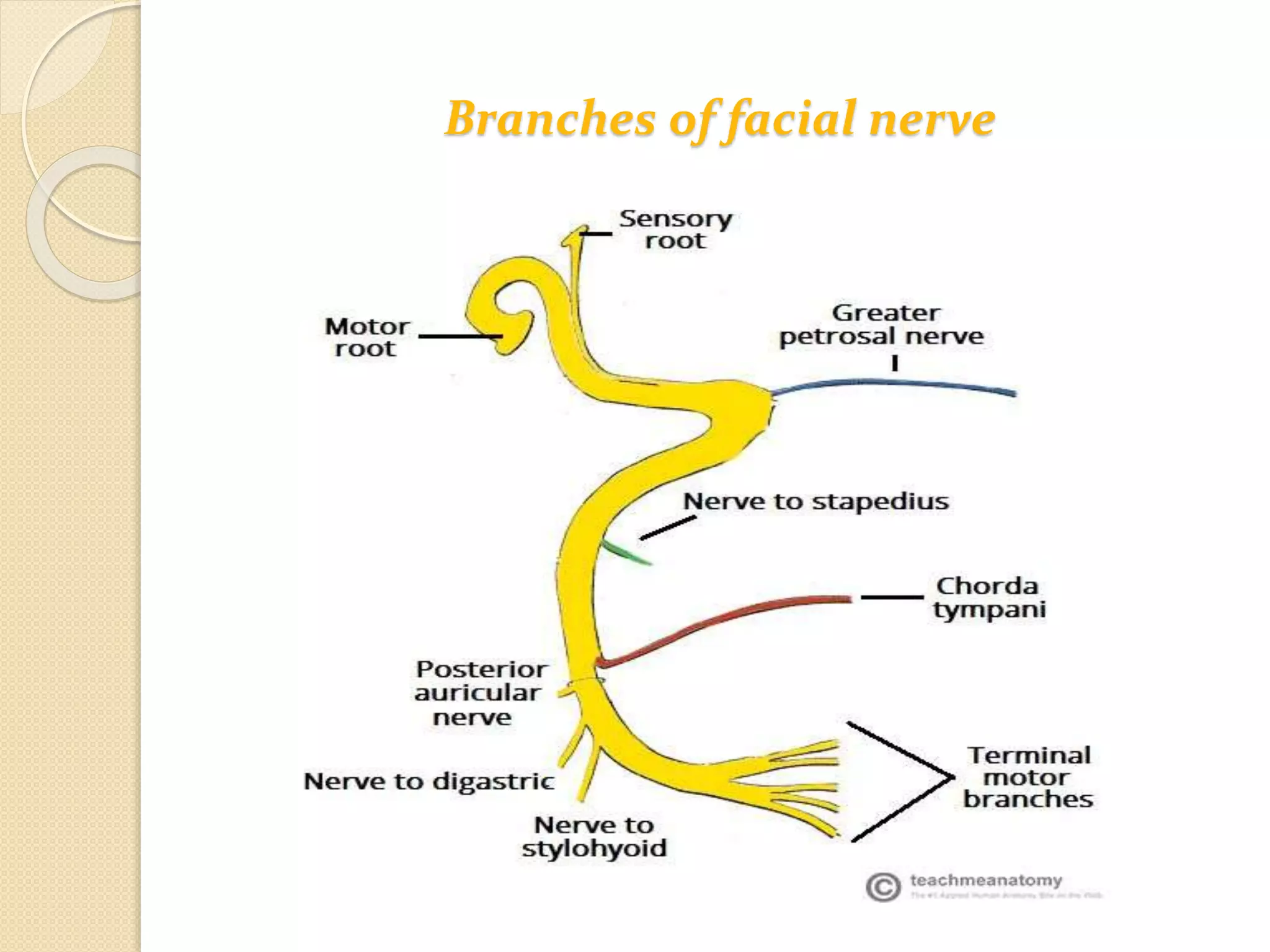 FACIAL NERVE.pptx